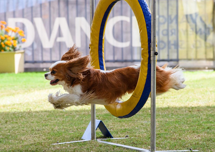 The four Colours of Cavaliers – Cocobo Paws 4 Life