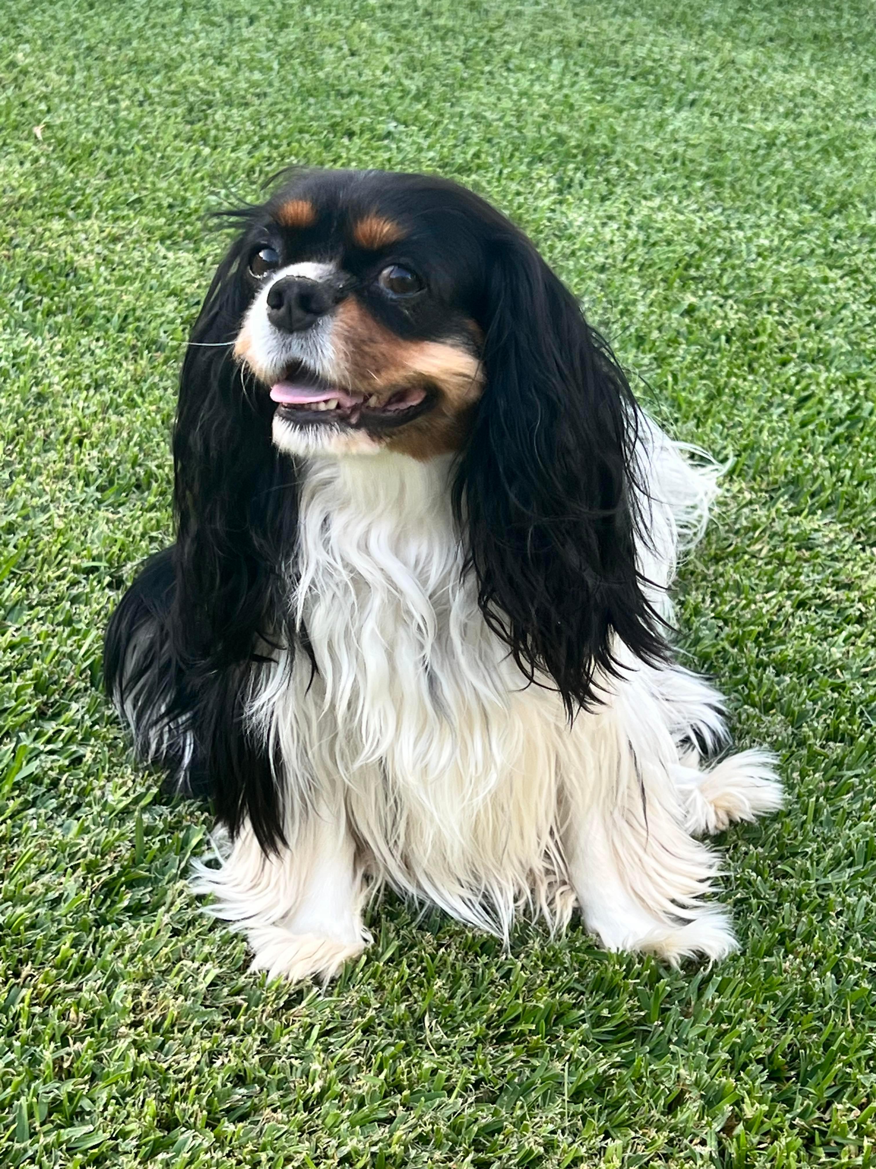 The four Colours of Cavaliers – Cocobo Paws 4 Life