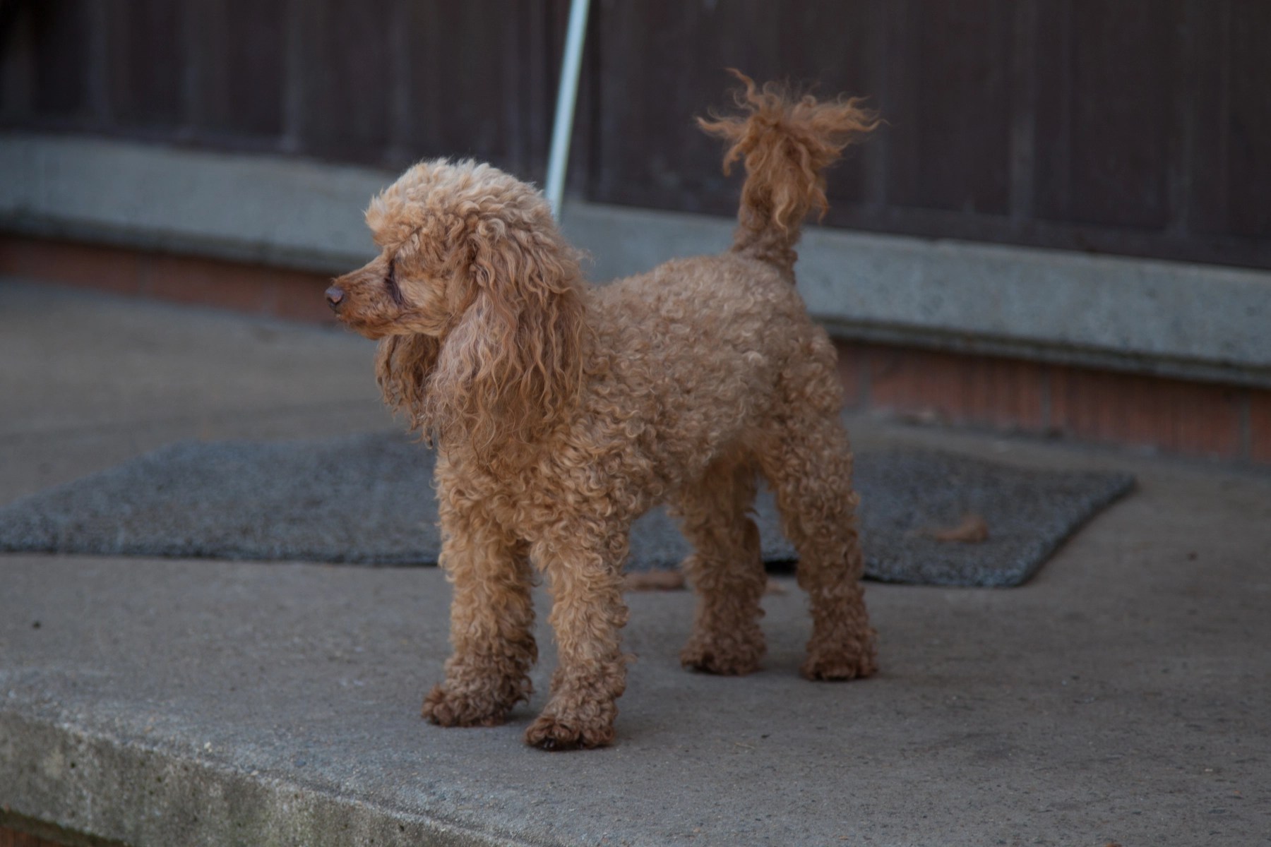 Red Toy Poodle gallery – Cocobo Paws 4 Life