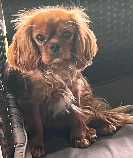 The four Colours of Cavaliers – Cocobo Paws 4 Life